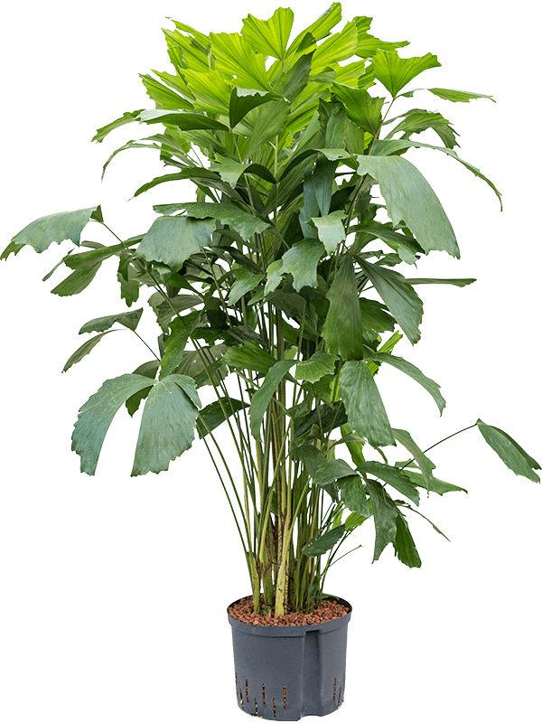 Lush Fishtail Palm Caryota mitis Fishtail Palm Indoor House Plants W80 ...