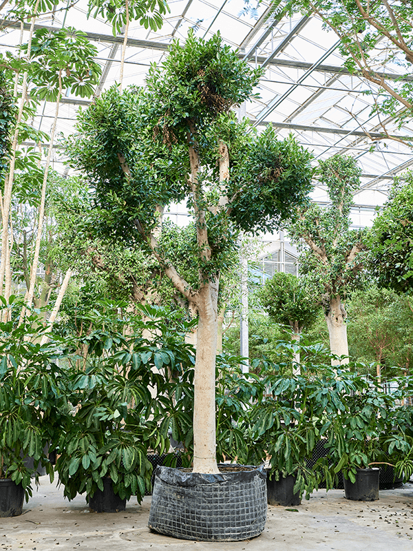 Lush Weeping Fig Ficus microcarpa 'Nitida' Tall Indoor House Plants ...