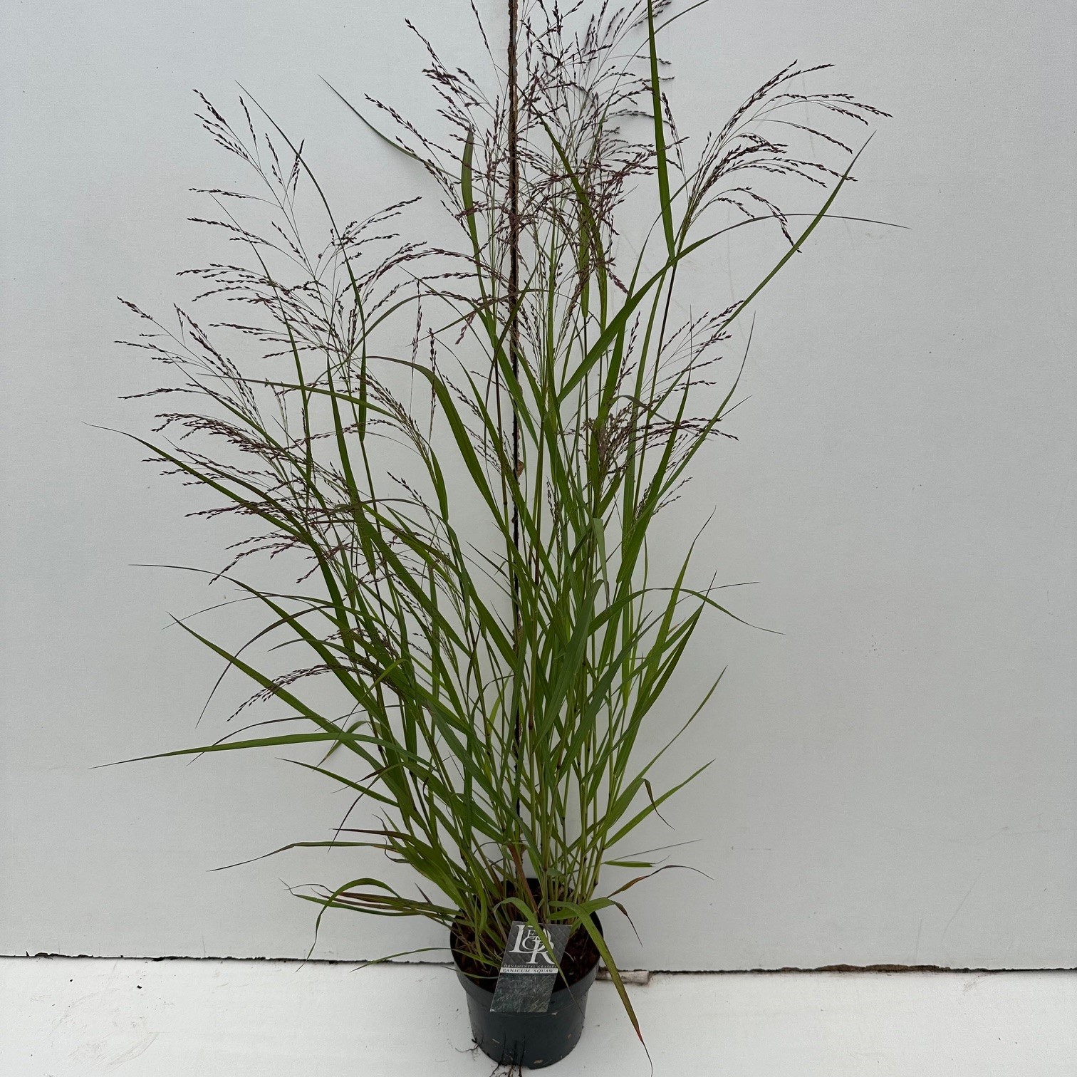 Panicum virgatum 'Squaw' H(60-70) cm - from £14.18 | Getpotted.com
