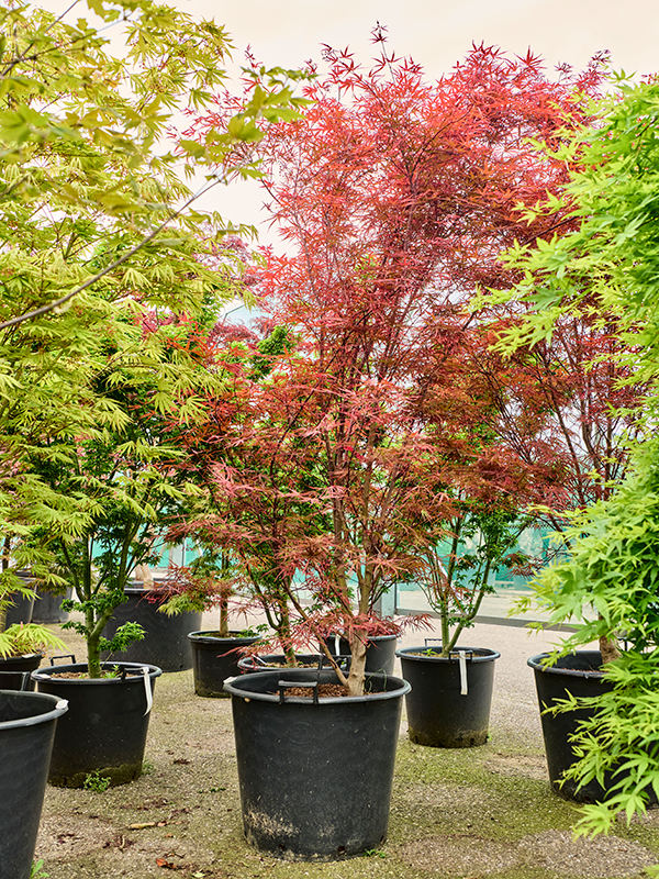 Acer pal. 'Linearilobum Enkan' W100 H(180-220) cm, Potsize D55 cm ...