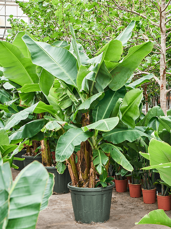 Lush Banana Plant Musa 'Dwarf Cavendish' Tall Indoor House Plants Trees (260-300) W175 H(220-280 ...