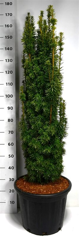 Taxus baccata 'David' H(140-175) cm - from | Getpotted.com