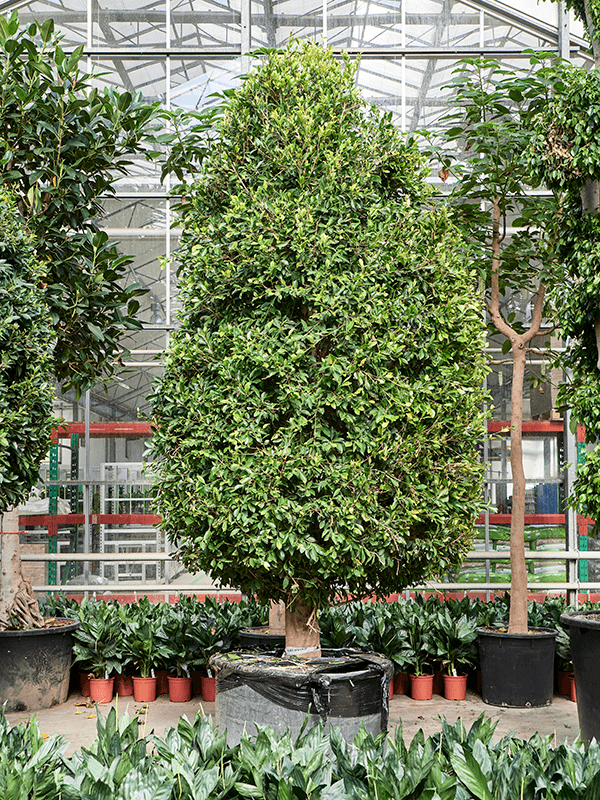 Lush Weeping Fig Ficus microcarpa ‘Nitida’ Tall Indoor House Plants Trees W190 H(360-450) cm ...