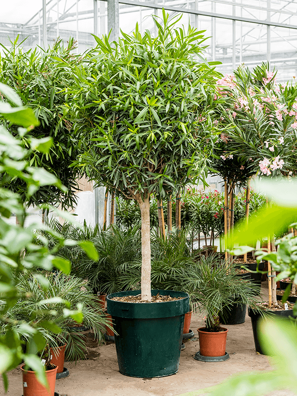 Majestic Rose Bay Nerium oleander Tall Indoor House Plants Trees W120 ...