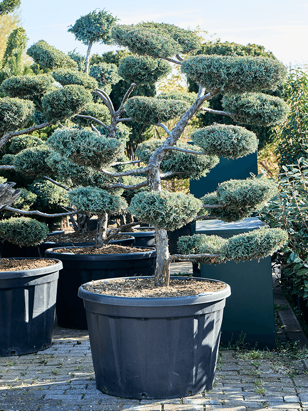Photogenic Juniperus media 'Pfitzeriana Compacta' Outdoor Plants W140 H ...