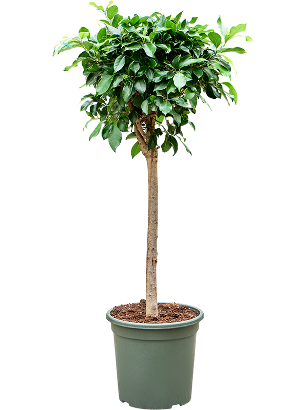 Lush Weeping Fig Ficus microcarpa ‘Nitida’ Tall Indoor House Plants ...