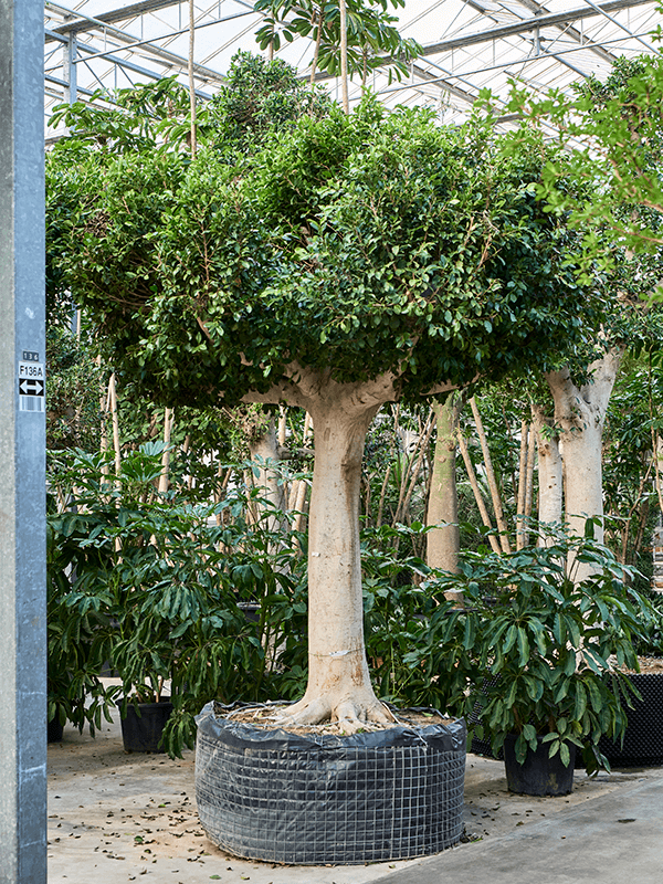 Lush Weeping Fig Ficus microcarpa 'Nitida' Tall Indoor House Plants ...
