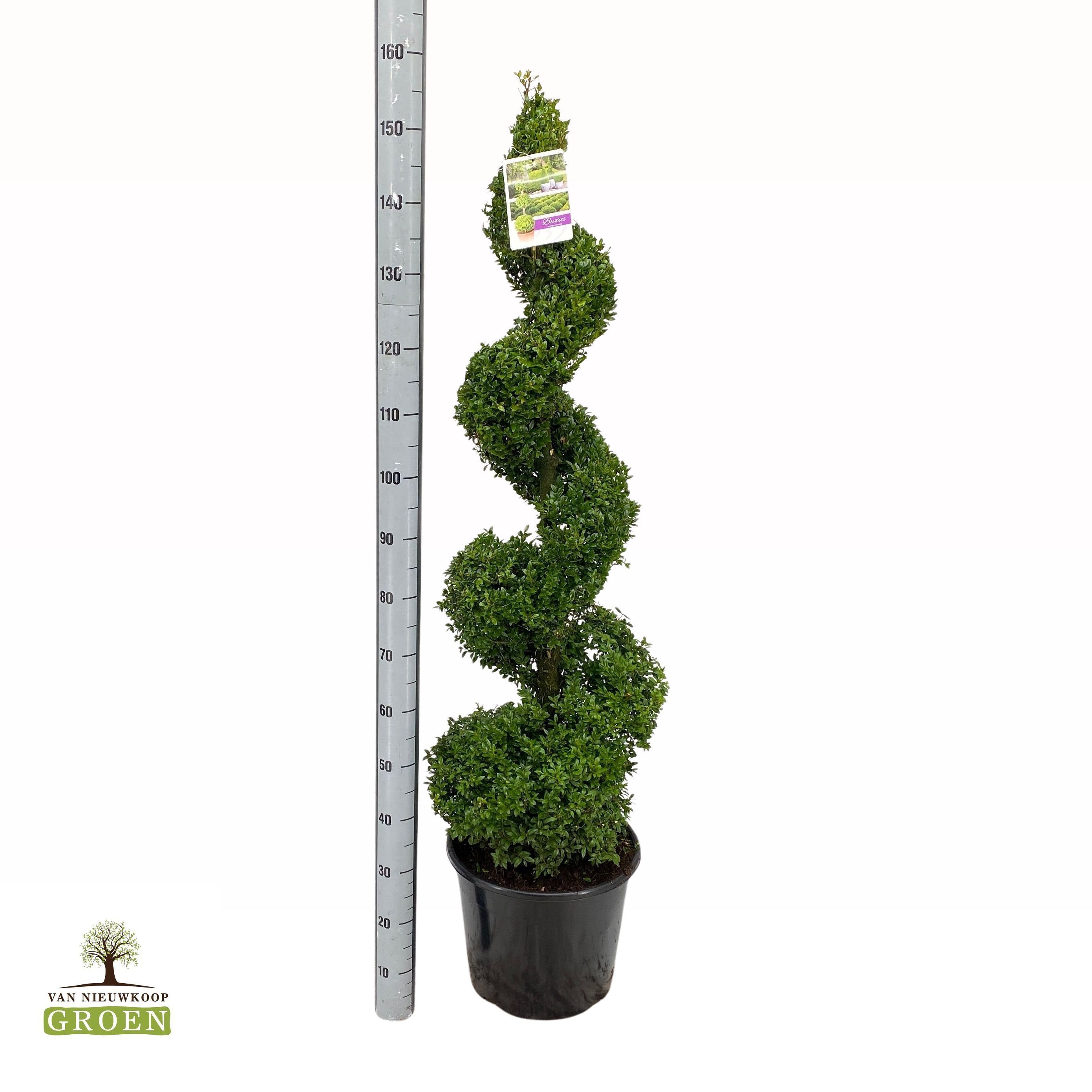 Buxus sempervirens H(140-170) cm - from | Getpotted.com