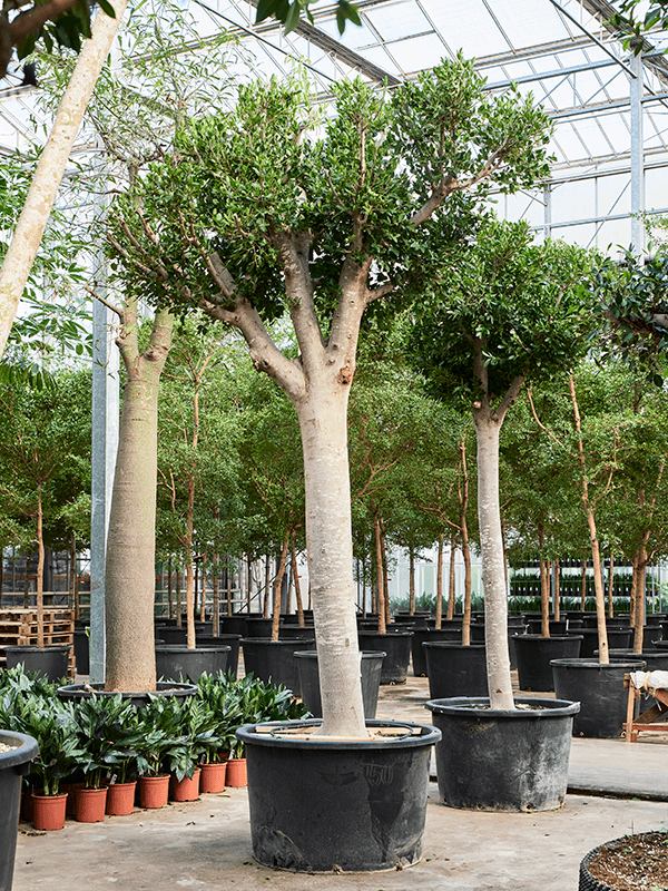 Lush Weeping Fig Ficus microcarpa 'Nitida' Tall Indoor House Plants Trees W225 H(350-440) cm ...