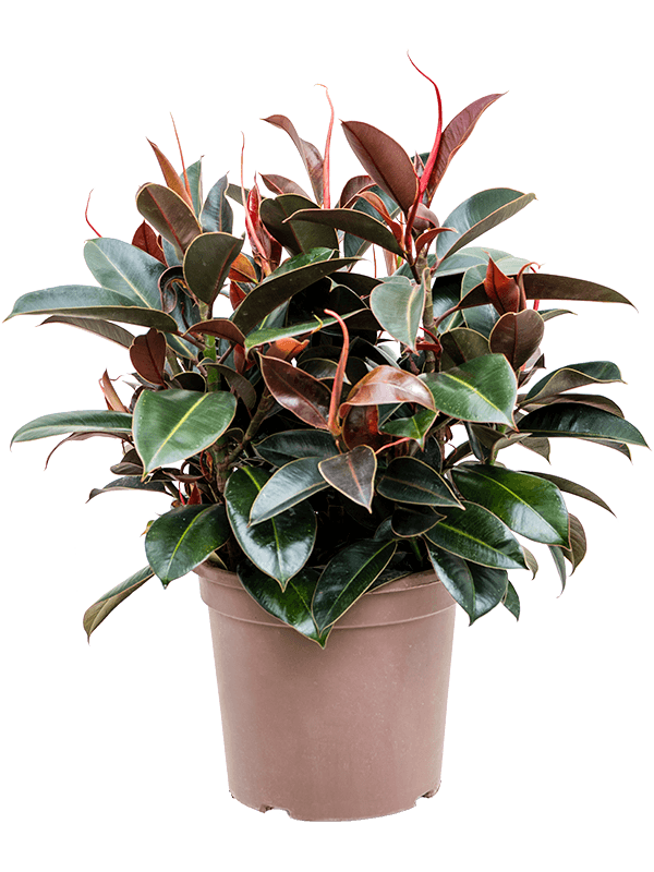 Lush Rubber Plant Ficus elastica 'Melany’ Tall Indoor House Plants ...