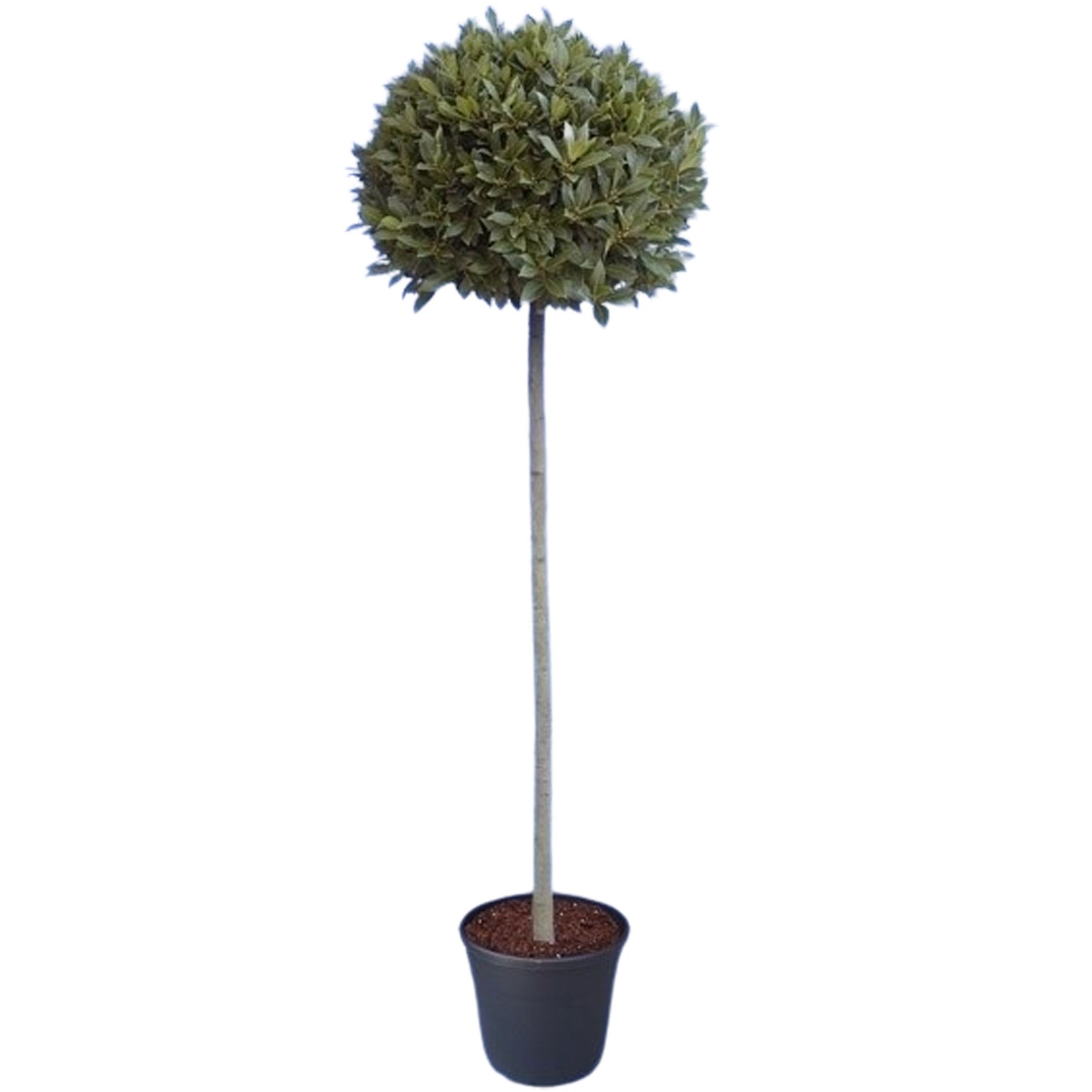 Lush Bay Tree Laurus nobilis W65 H(160-200) cm - from £391.50 ...