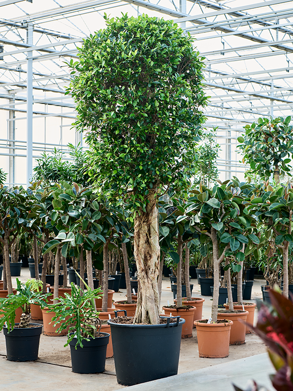 Lush Weeping Fig Ficus microcarpa ‘Nitida’ Tall Indoor House Plants ...