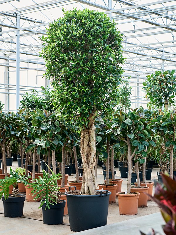 Lush Weeping Fig Ficus microcarpa ‘Nitida’ Tall Indoor House Plants ...