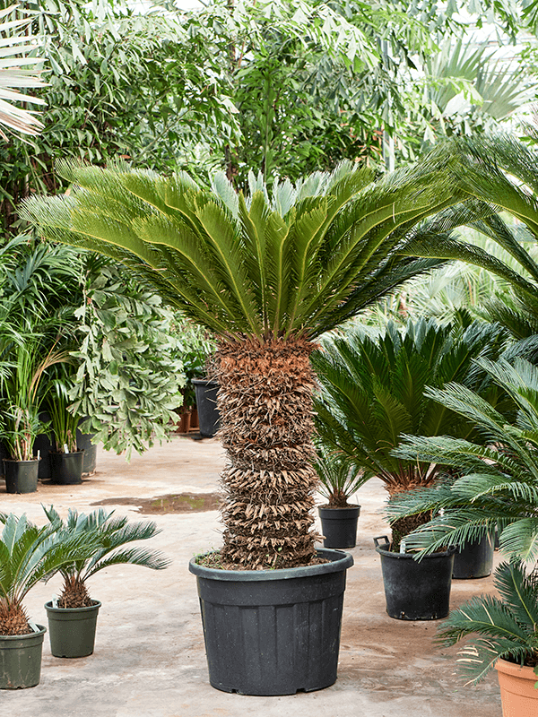 Sago Palm Cycas revoluta W140 H(140-180) cm, Potsize D65 cm - from £ ...