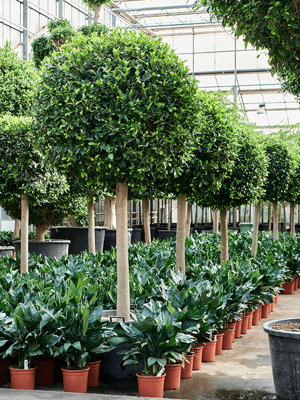 Lush Weeping Fig Ficus microcarpa ‘Nitida’ Tall Indoor House Plants ...