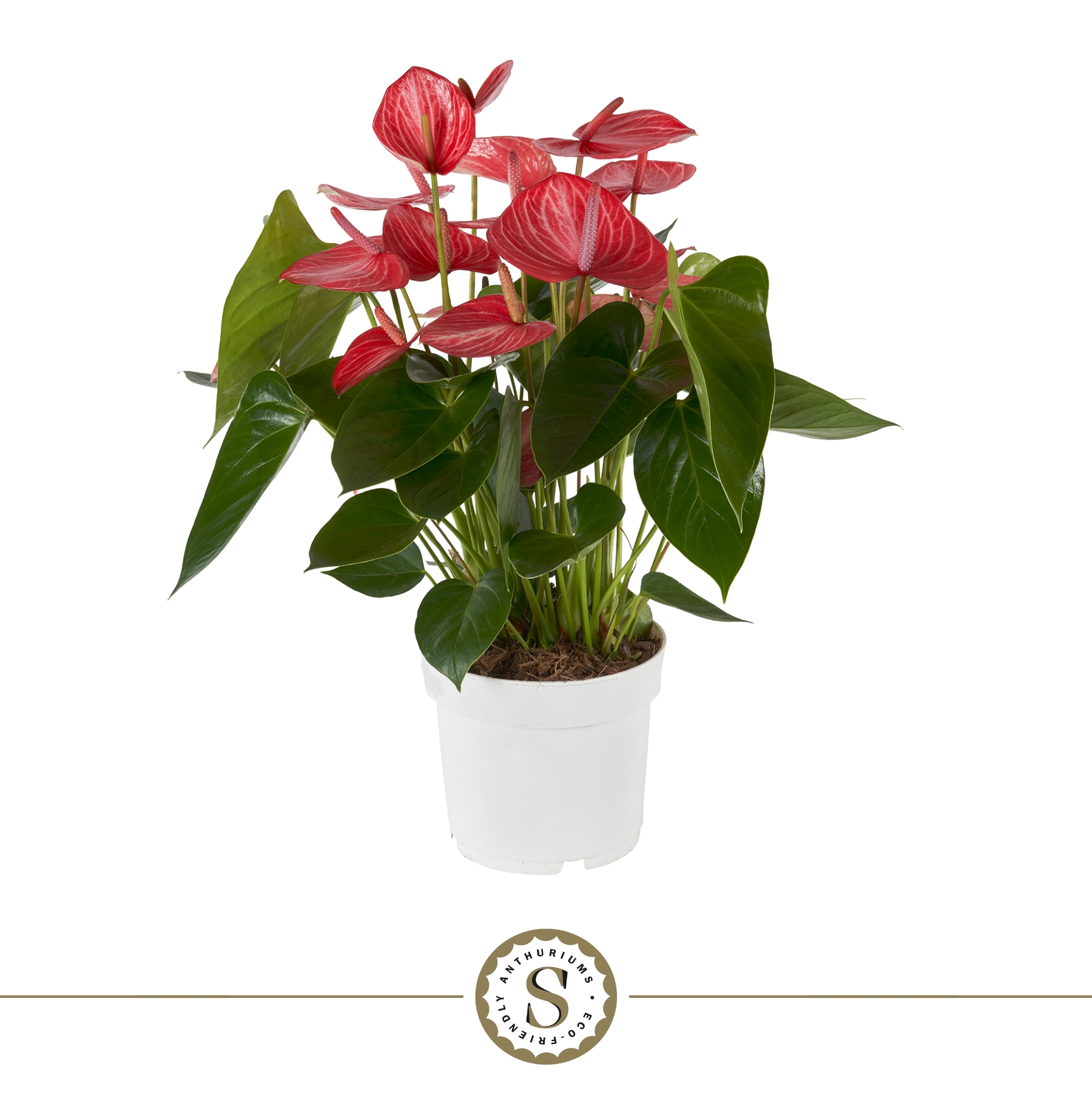 Anthurium Livium Ruby H(50-60) cm, Potsize D21 cm - from | Getpotted.com