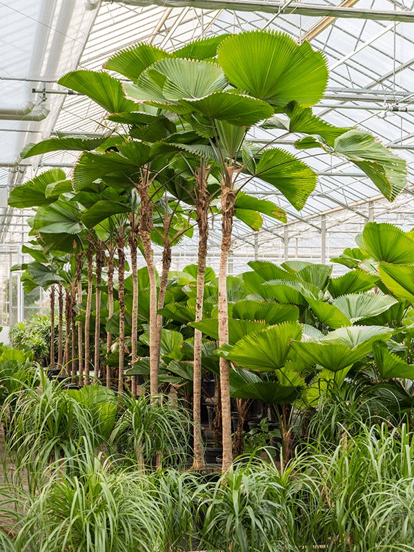 Lush Ruffled Fan Palm Licuala grandis Tall Indoor House Plants Trees ...