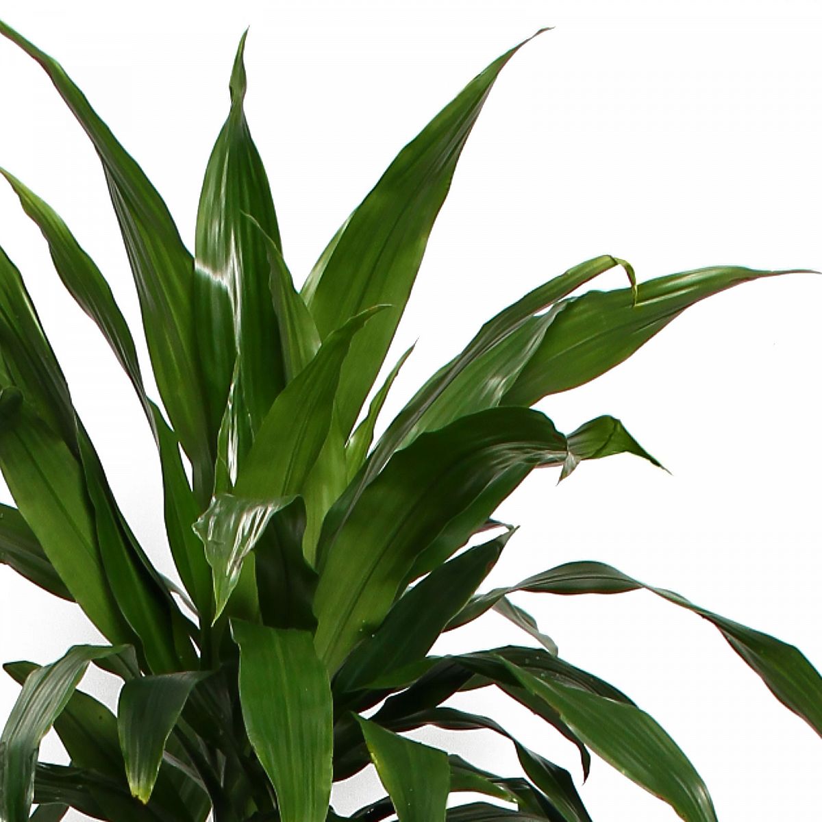 Dracaena Deremensis Janet Craig Green Corn Plant Dracaena