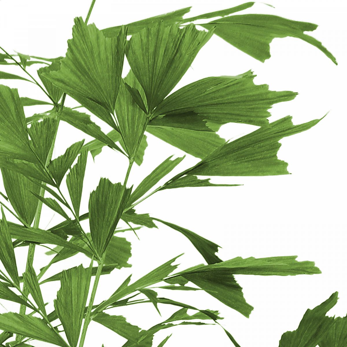 Lush Fishtail Palm Caryota mitis Fishtail Palm Indoor House Plants W60 ...