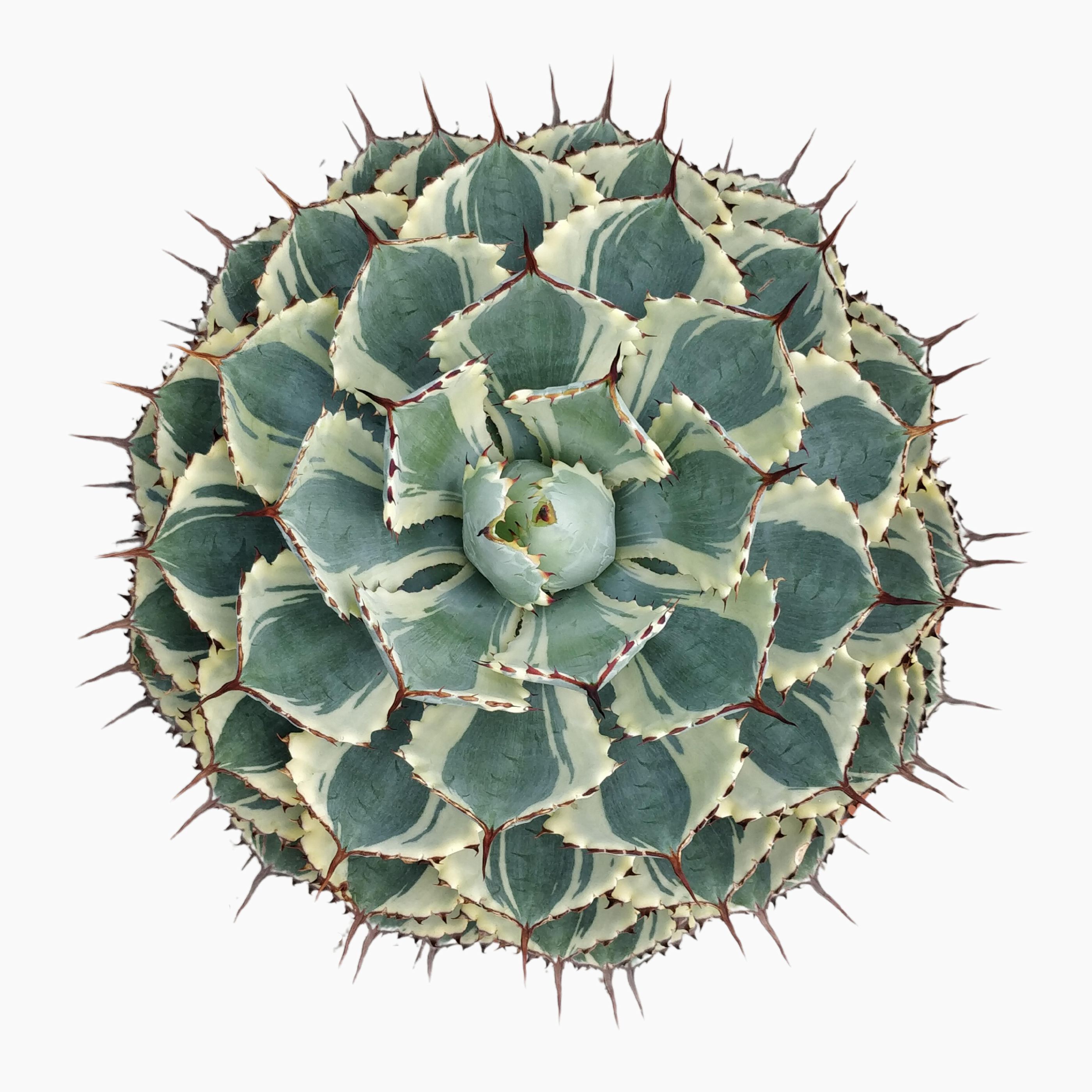 Agave potatorum variegata H(30-35) cm, Potsize D35 cm - from £283.50 ...