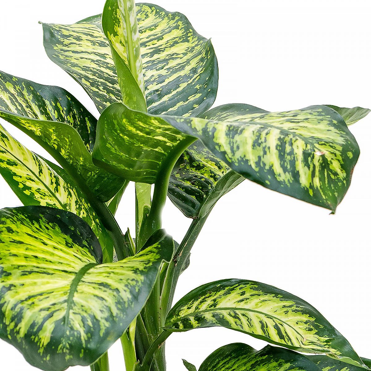 Lush Leopard Lily Dieffenbachia seguine 'Maroba' Indoor House Plants ...