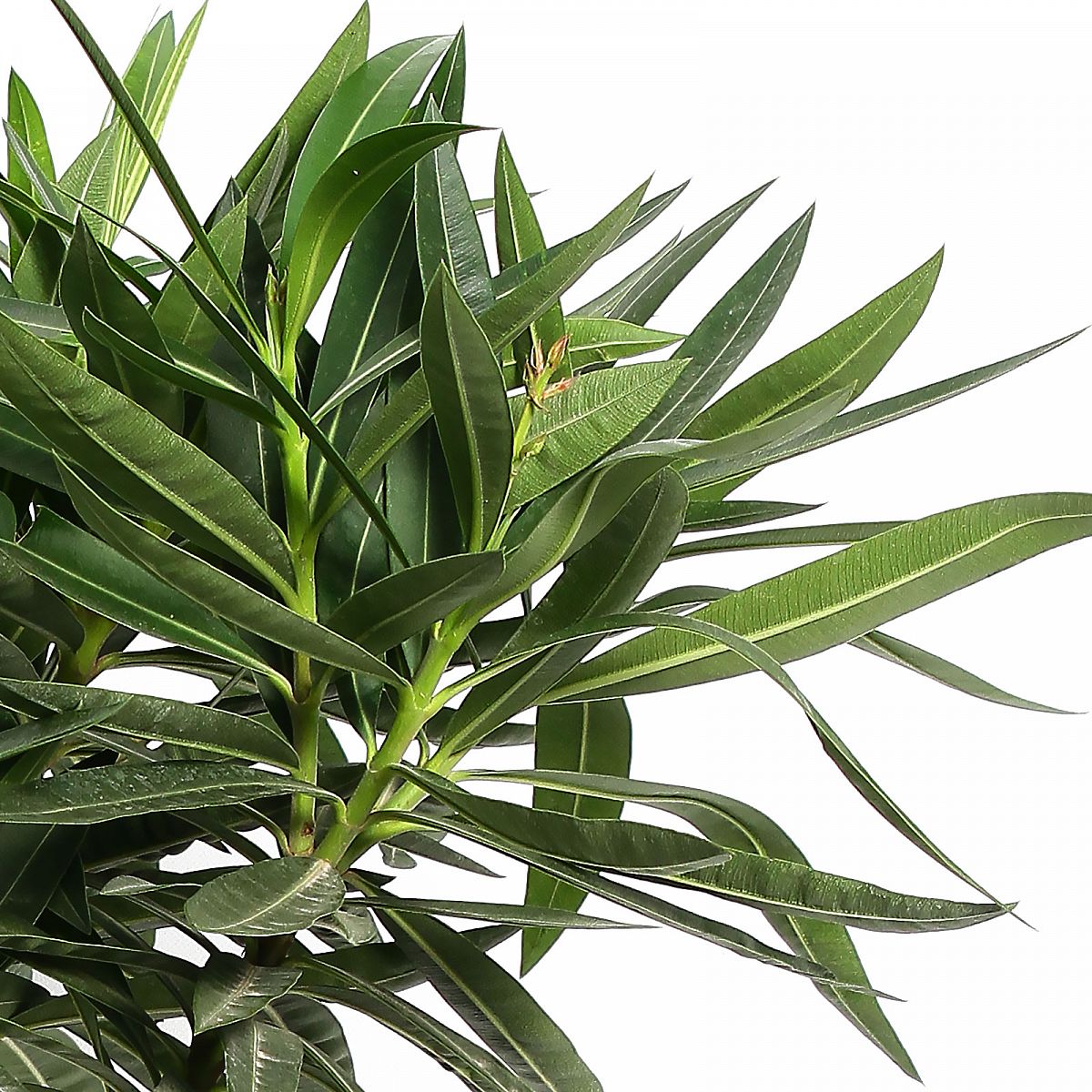 Majestic Rose Bay Nerium oleander Tall Indoor House Plants Trees W120 ...