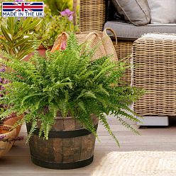 50cm plant pots: buy 50cm planters online UK – Getpotted